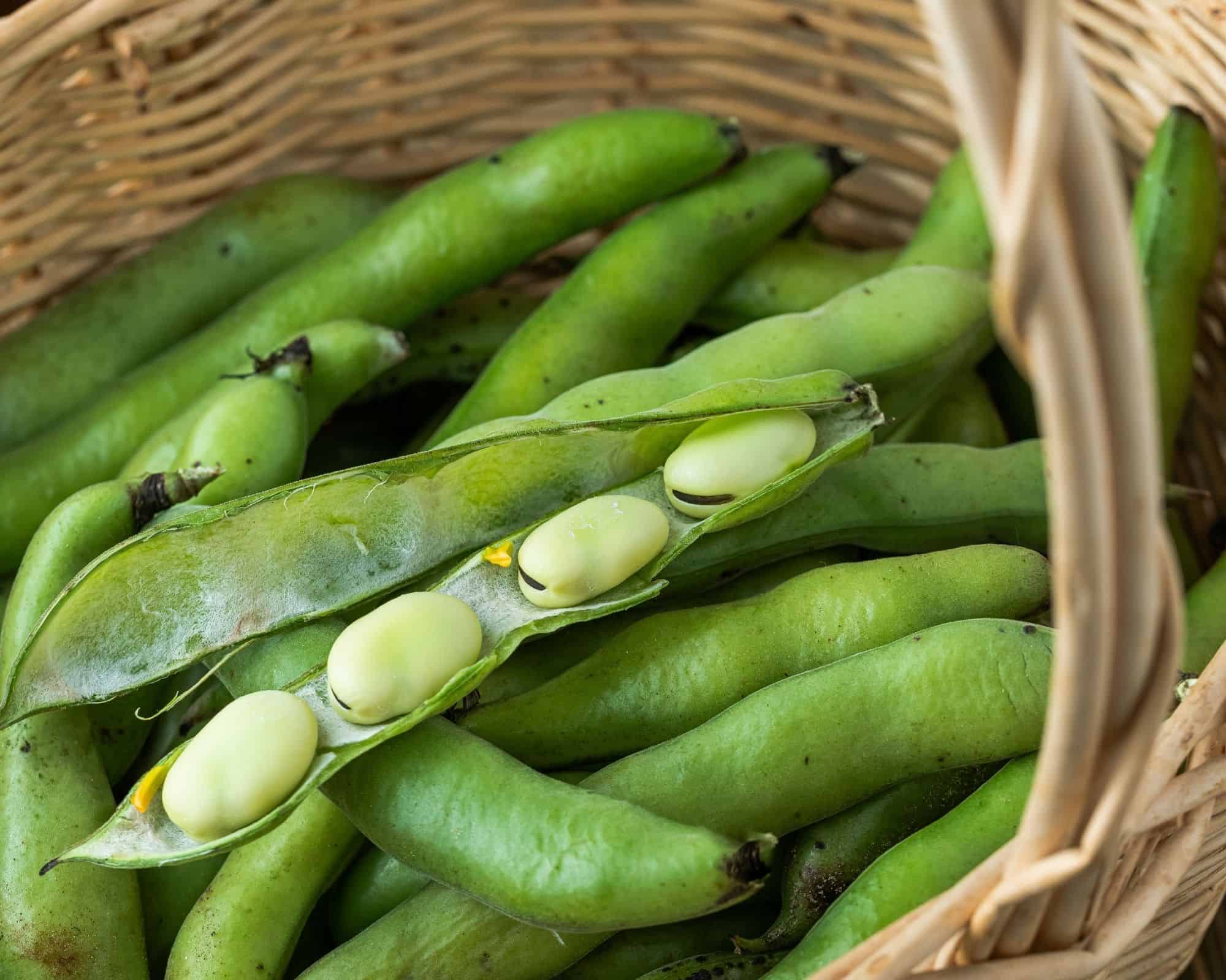 The Best Substitute For Fava Beans (Fresh And Dried) | The Olive Branch ...