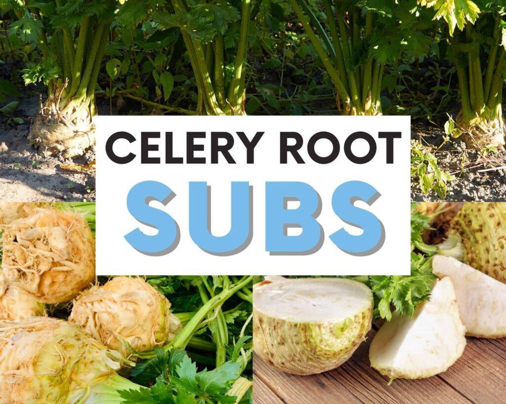 The 5 BEST Celery Root Substitutes | The Olive Branch Nest