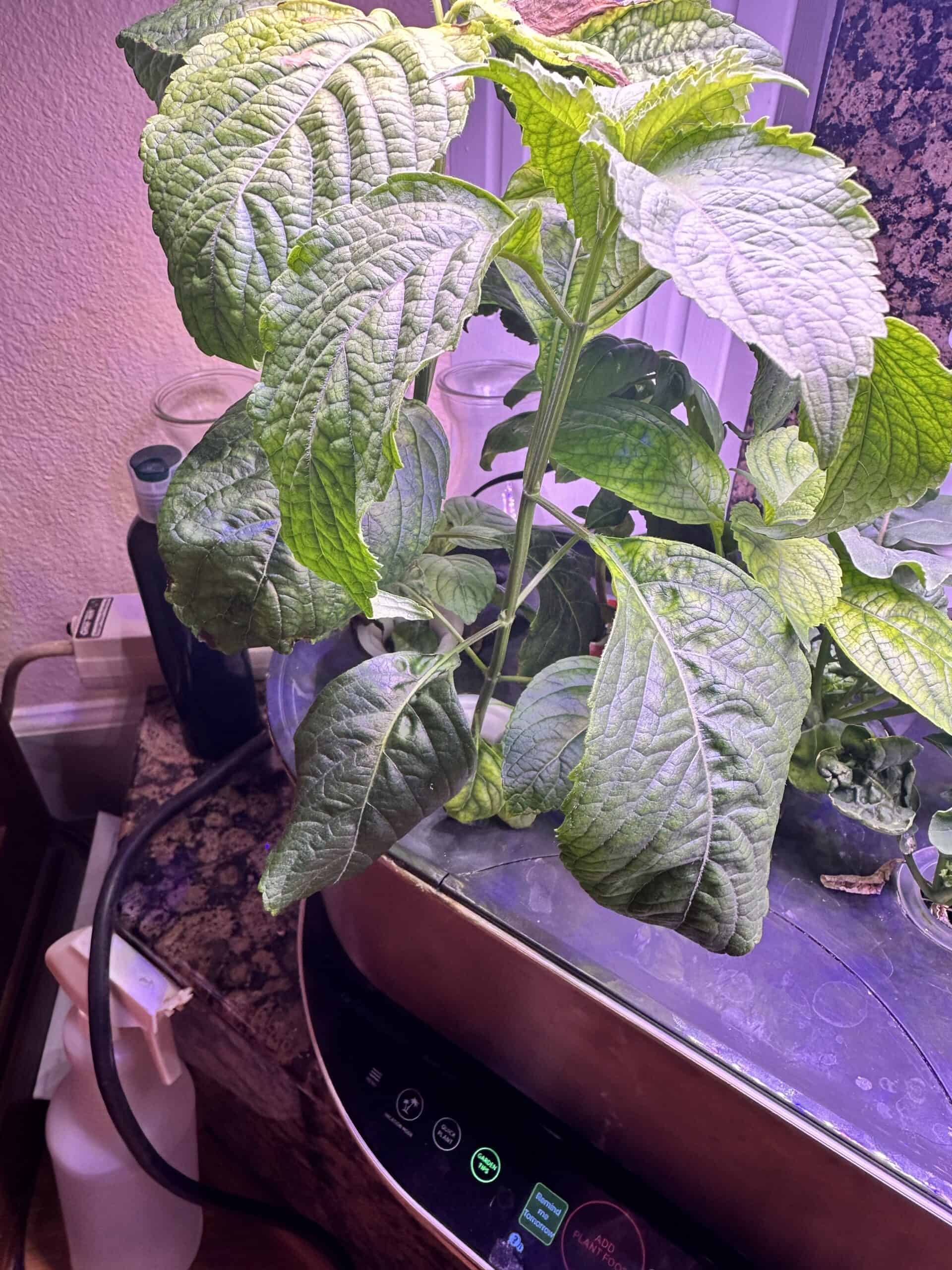 Grow Hydroponic Basil Like A Pro: 12 Simple Tips To Get Started | The ...