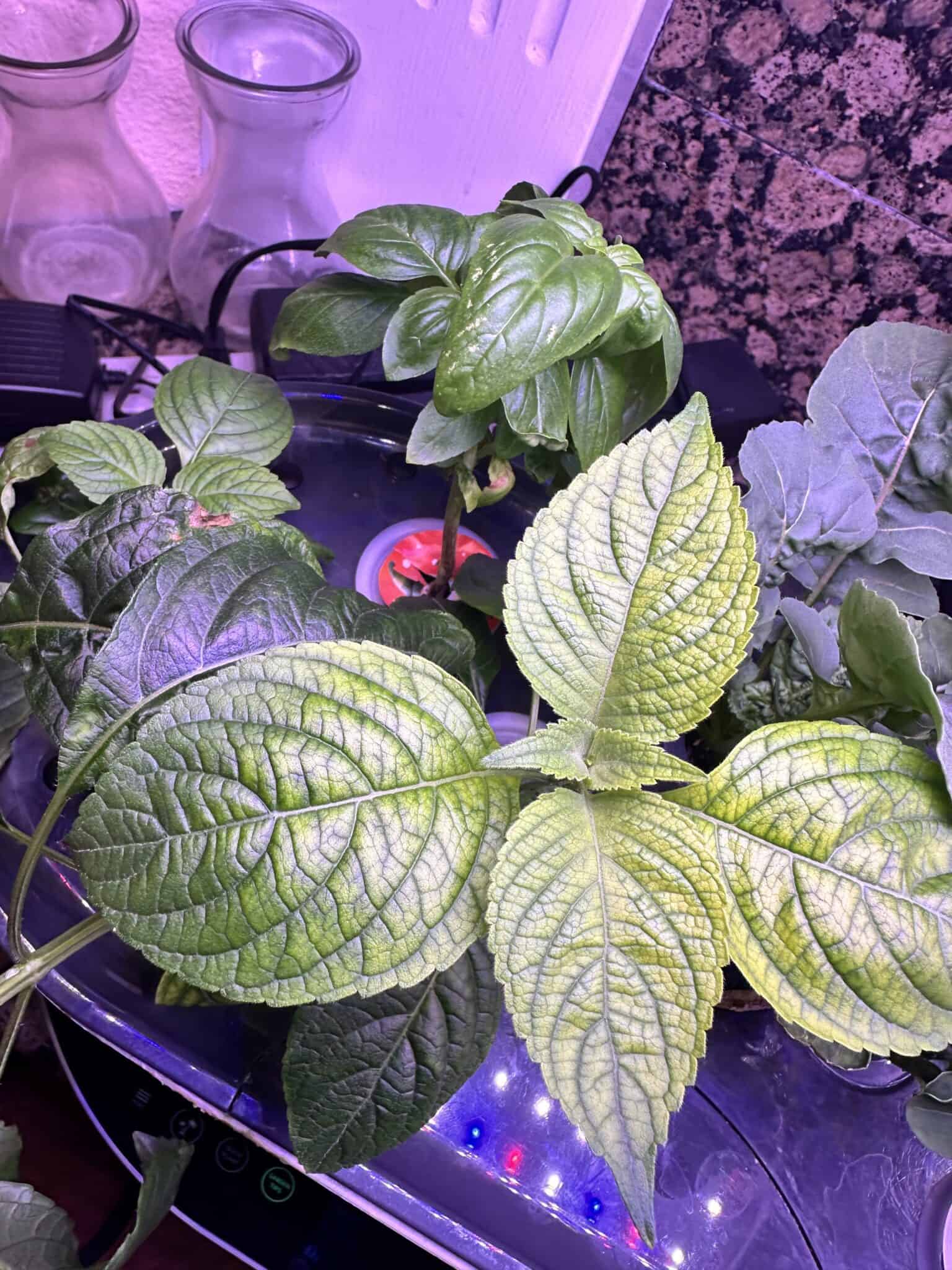 Grow Hydroponic Basil Like A Pro: 12 Simple Tips To Get Started | The ...